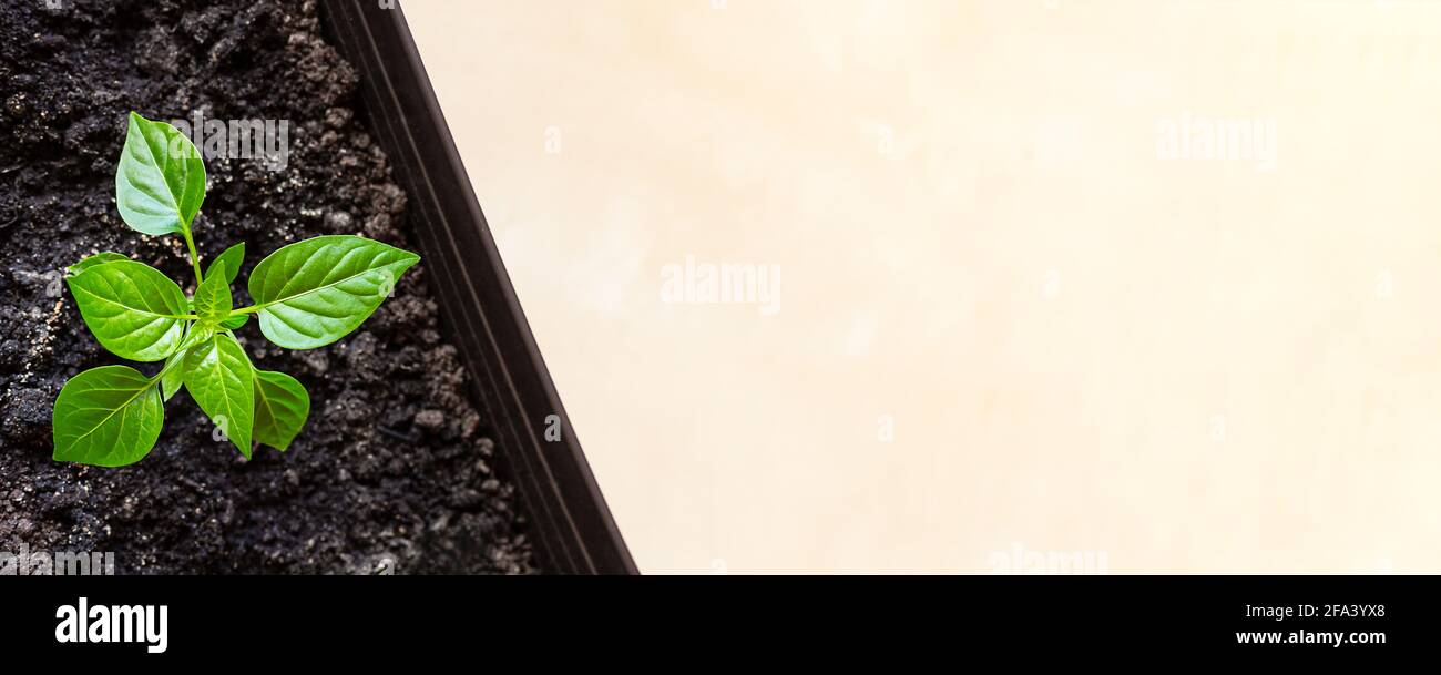 Seedling of sweet bell peppers in the ground, top view. Spring planting ...