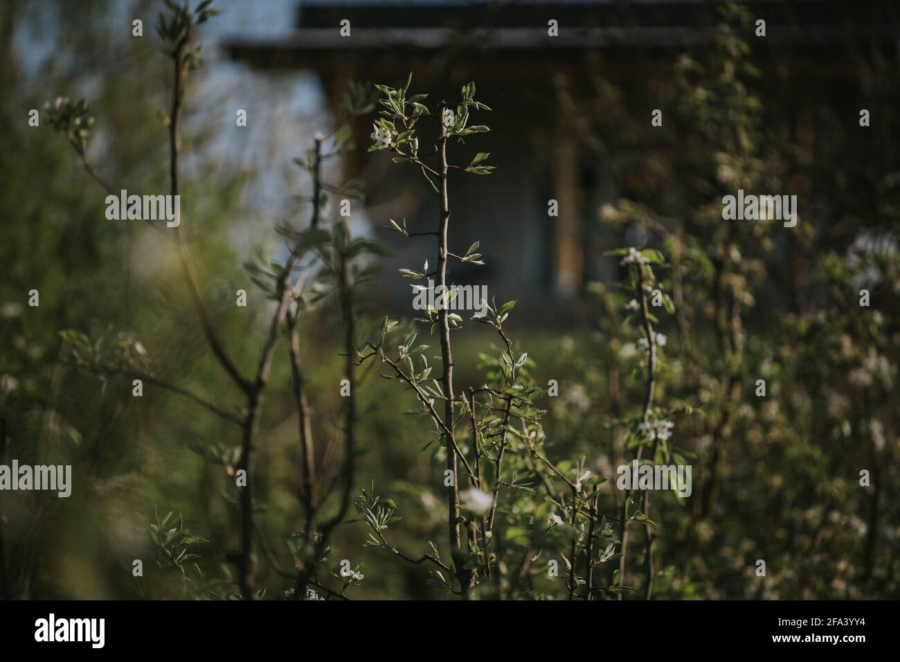 Beautiful green landscape with trees and plants Stock Photo - Alamy