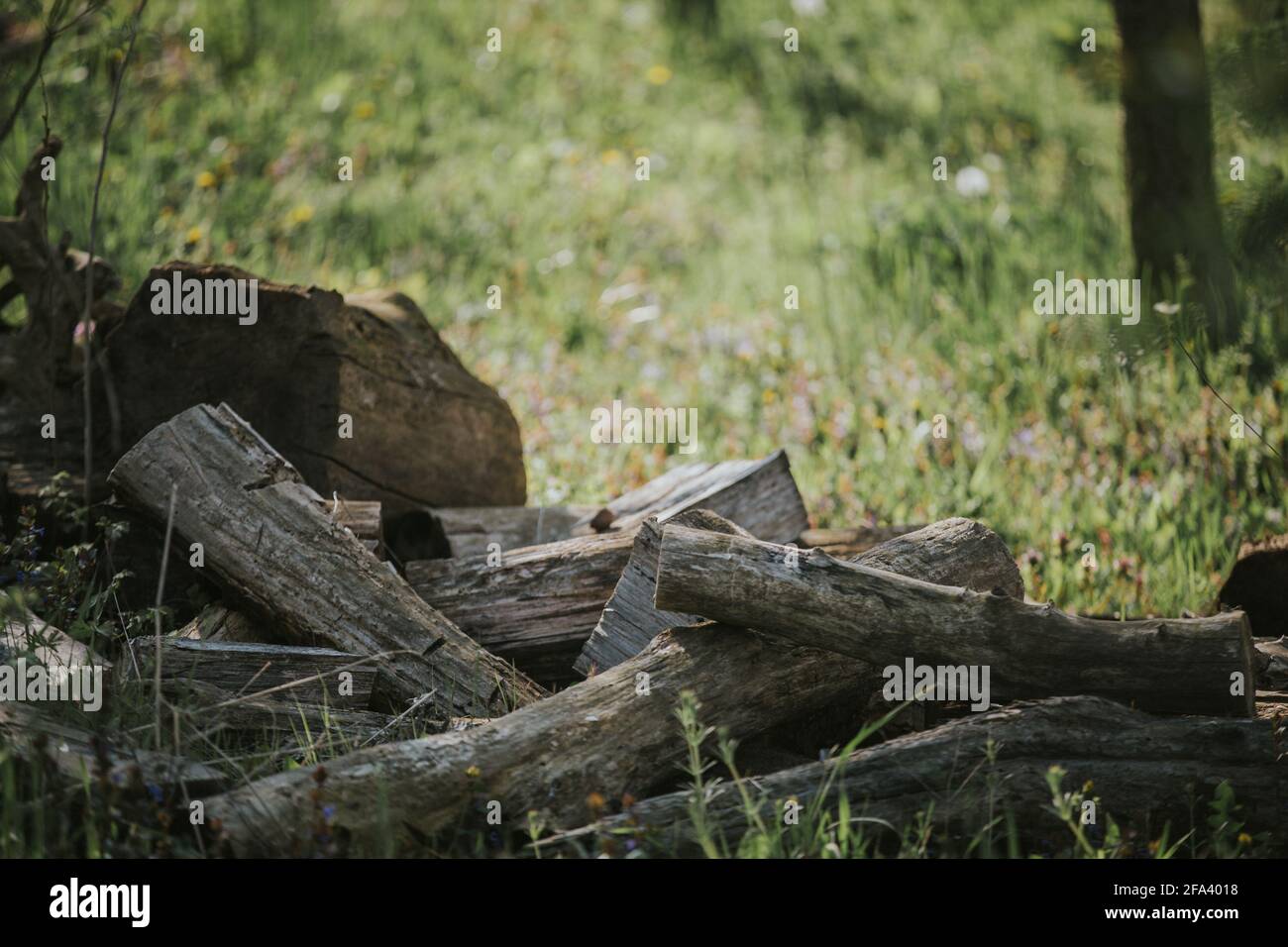 Pile of chopped wood in a field of grass Stock Photo - Alamy