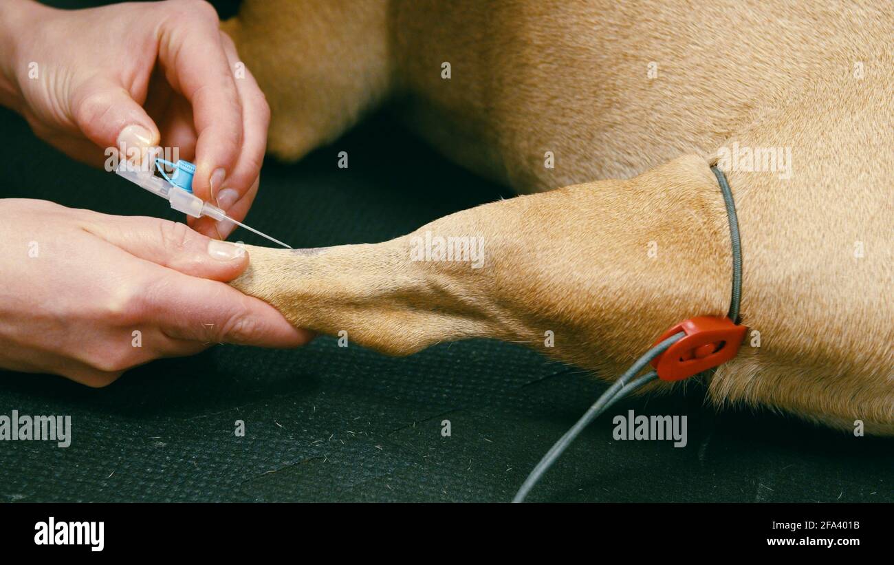 Inserting the cannula hi-res stock photography and images - Alamy