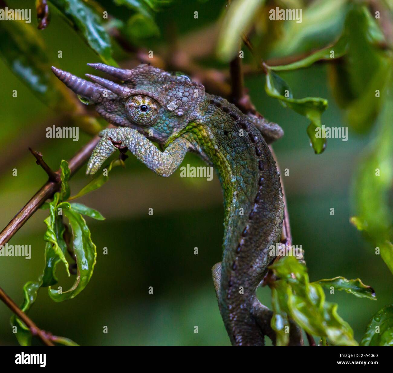 Jacksons horned chameleon hi-res stock photography and images - Alamy