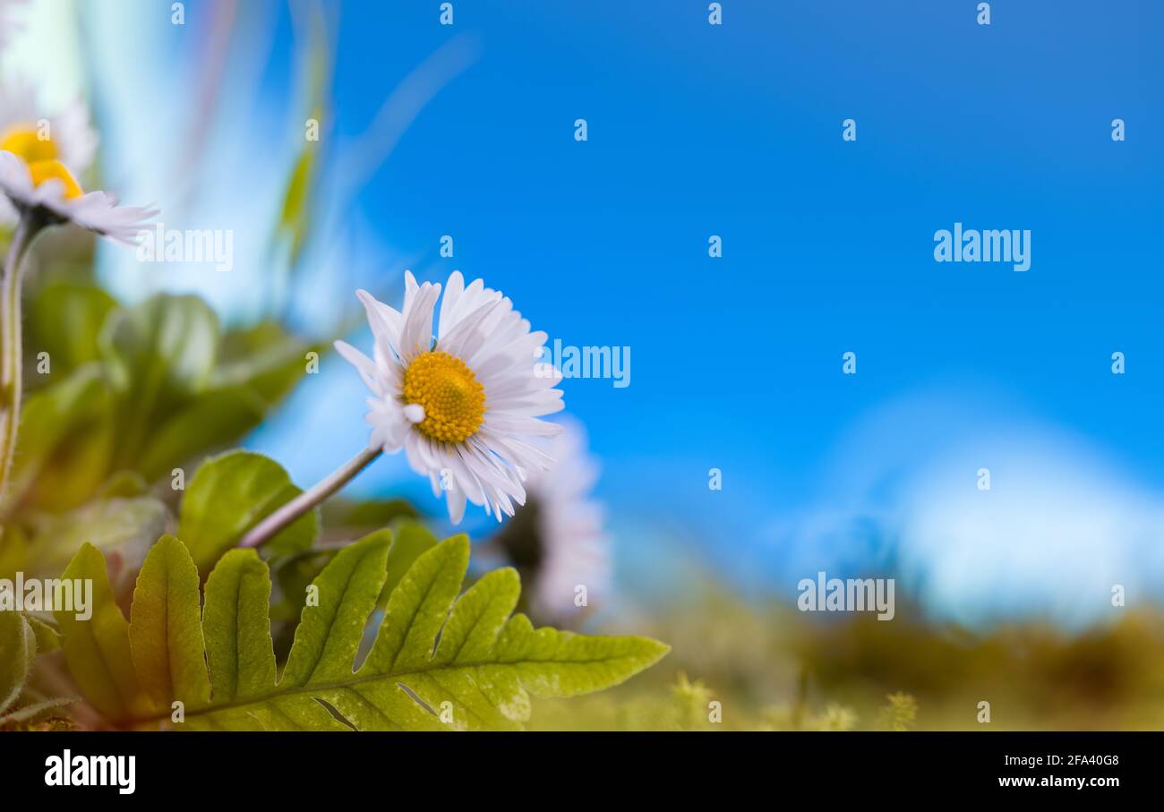 Close-up. Wild Daisy, with Background Blue Blurred Sky Stock Photo - Alamy