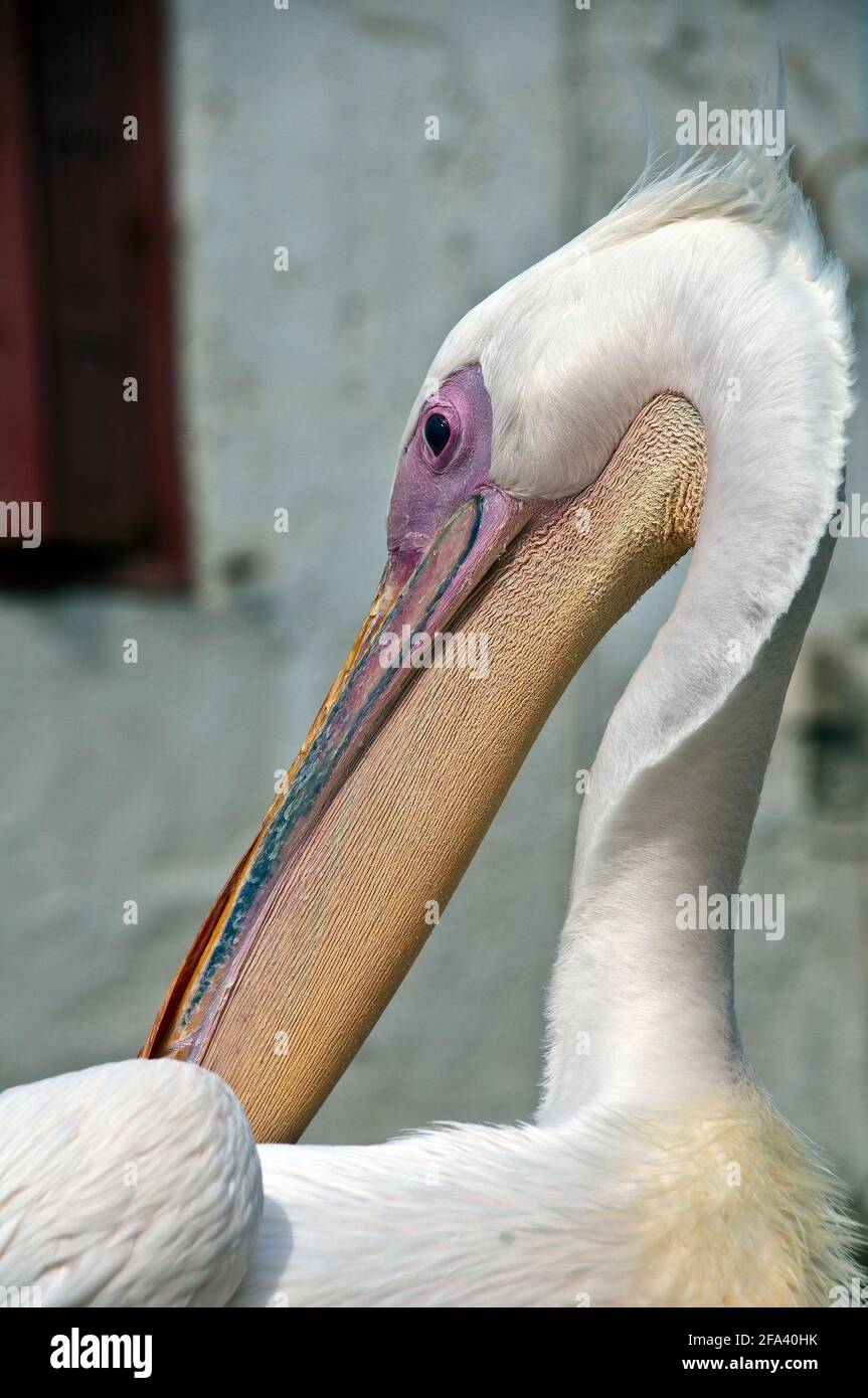 Resident white pelican, closeup, Mykonos Greece Stock Photo - Alamy