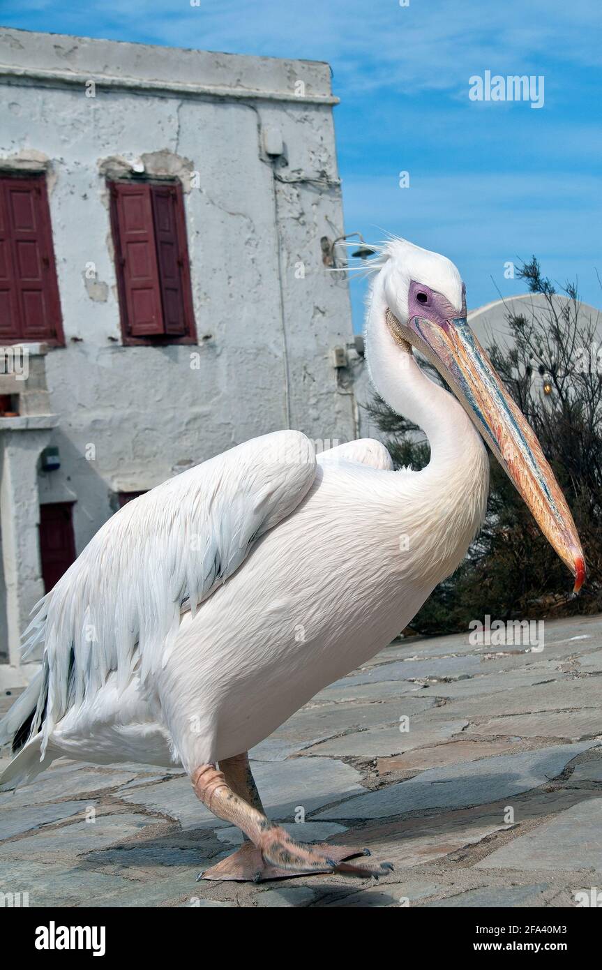 Resident white pelican, Mykonos, Greece Stock Photo - Alamy