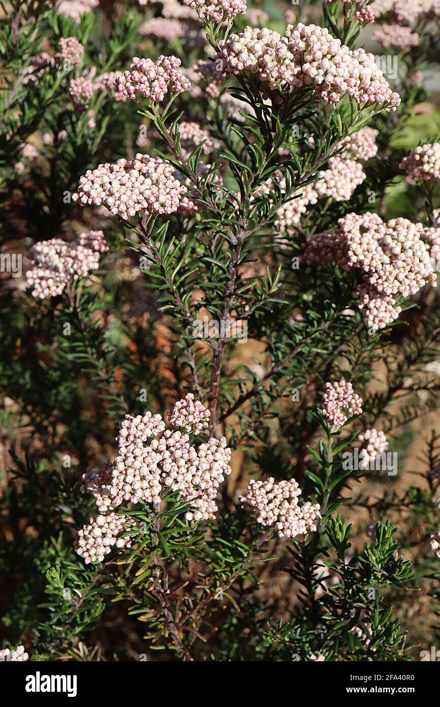 Ozothamnus hi-res stock photography and images - Alamy