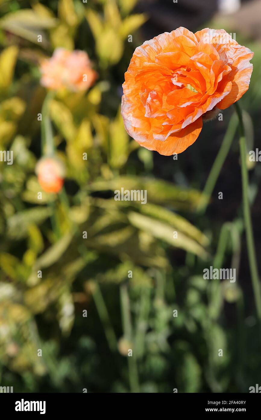 Spanish poppy hi-res stock photography and images - Alamy