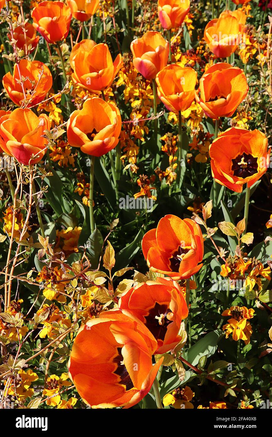 Tulipa ‘Cairo’ Triumph tulip 3 Cairo tulip - orange bronze flowers ...