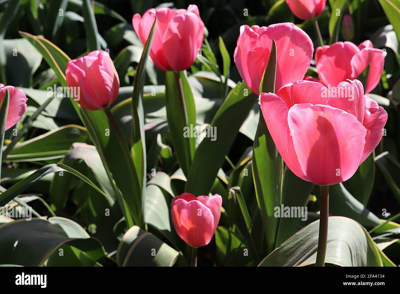 Tulipa ‘Pink Impression’ Darwin hybrid 4 Pink Impression tulip - deep ...