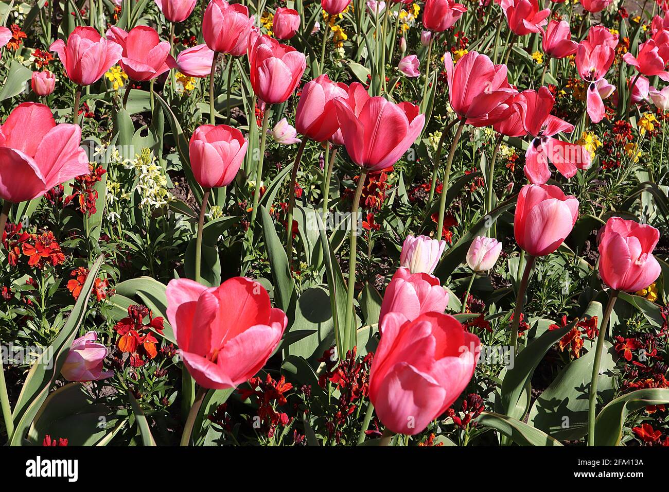 Tulipa ‘Pink Impression’ Darwin hybrid 4 Pink Impression tulip - deep ...