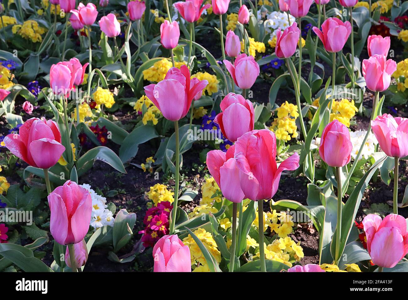 Tulipa ‘Pink Impression’ Darwin hybrid 4 Pink Impression tulip - deep ...