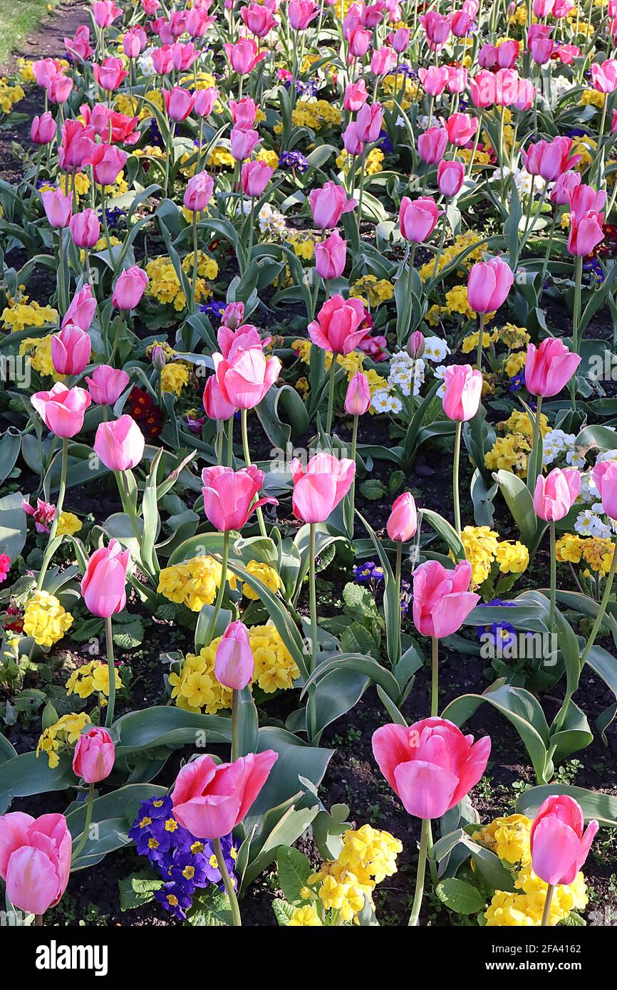 Tulipa ‘Pink Impression’ Darwin hybrid 4 Pink Impression tulip - deep ...
