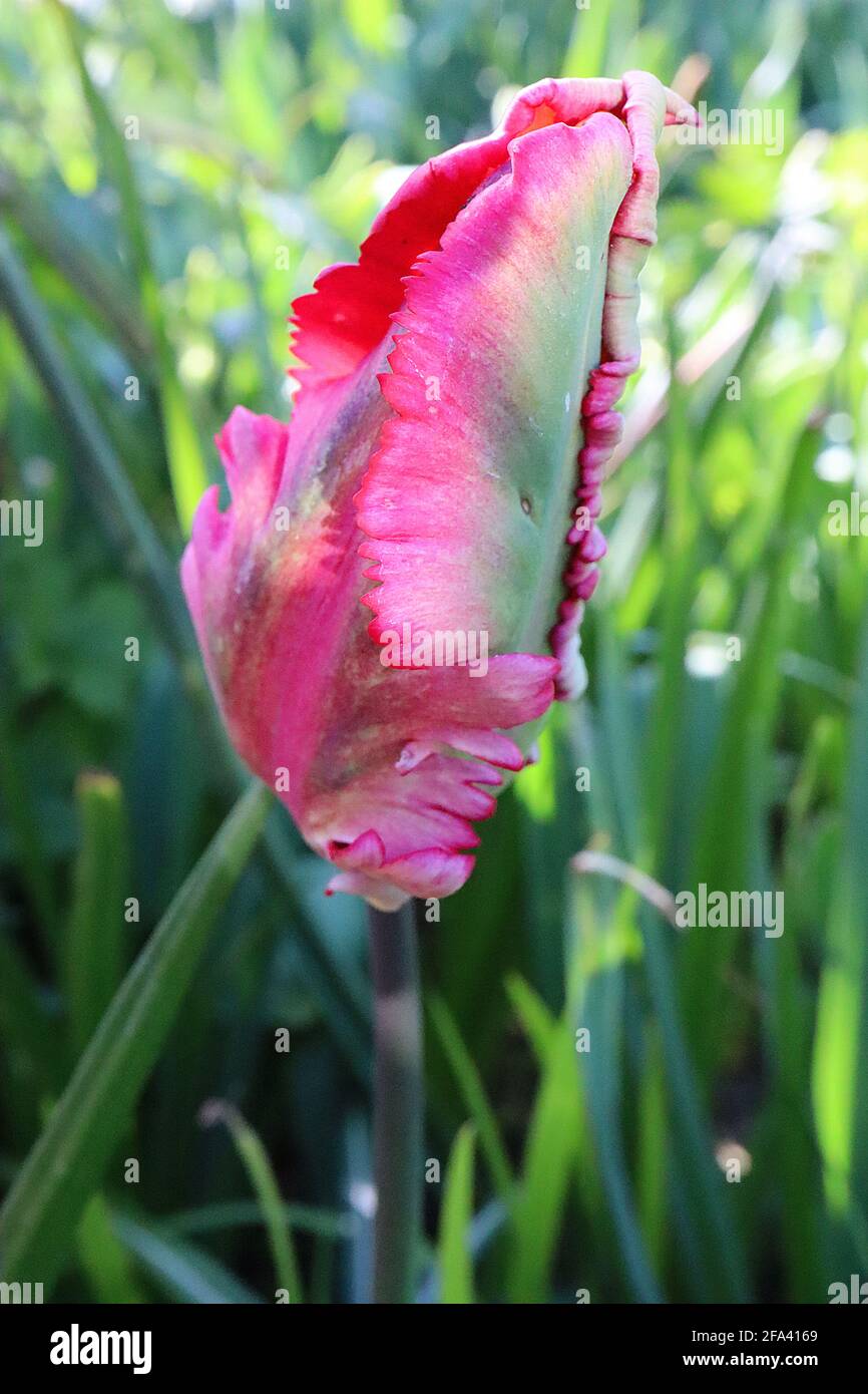 Tulip green wave parrot hi-res stock photography and images - Alamy