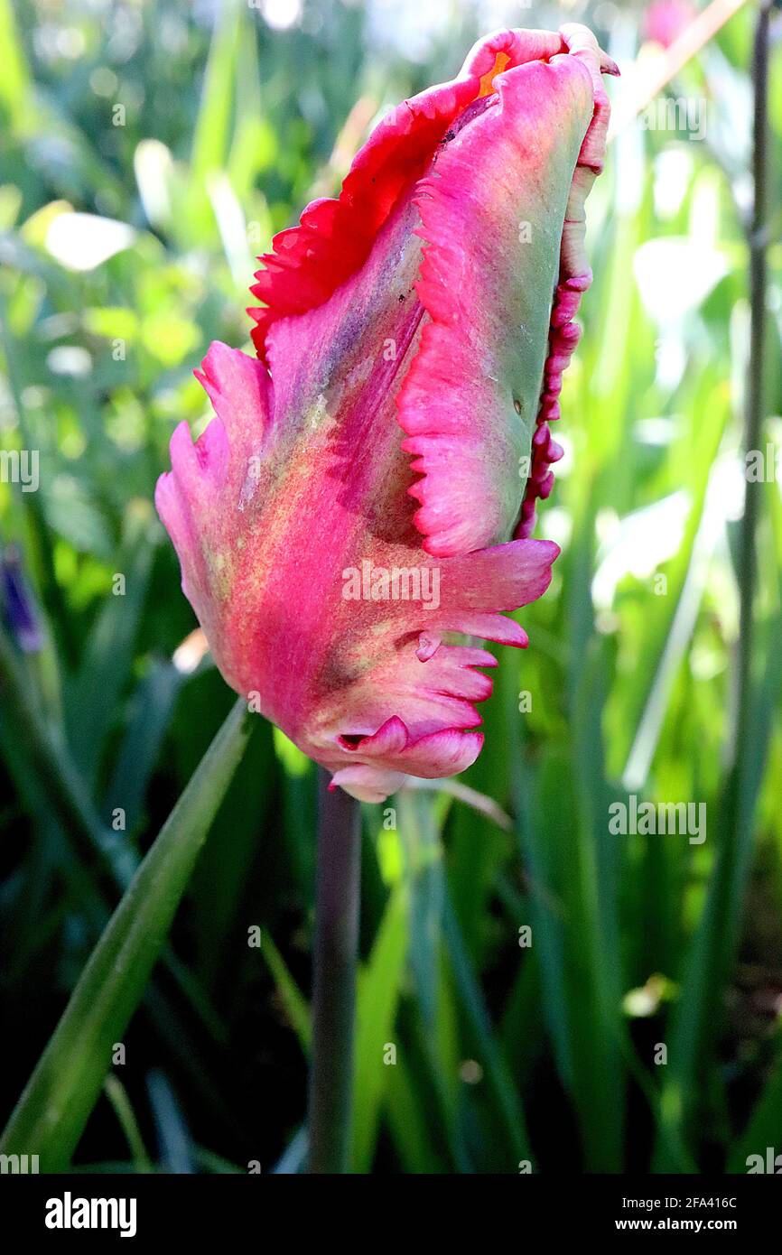 Tulip green wave parrot hi-res stock photography and images - Alamy