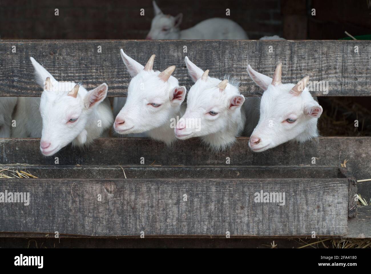 Four white cute goats in the stall Stock Photo - Alamy