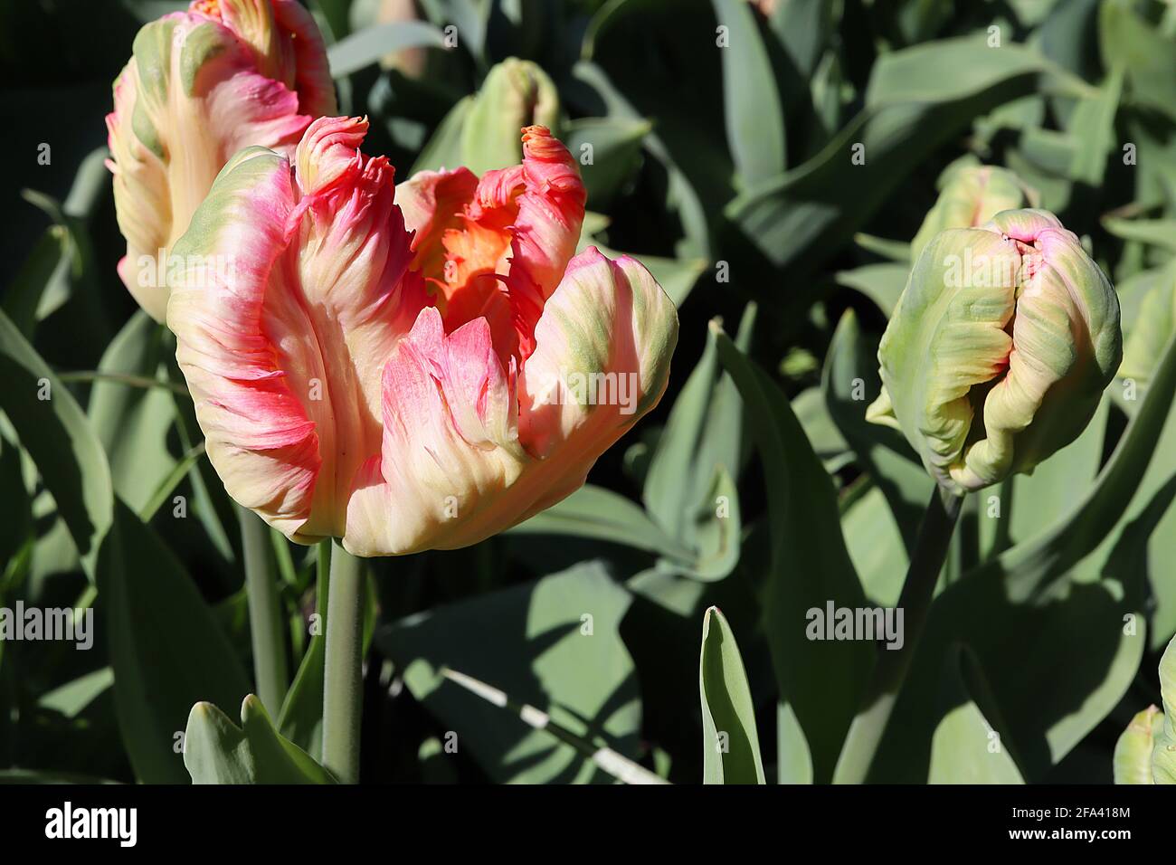 Parrot tulip avignon hi-res stock photography and images - Alamy
