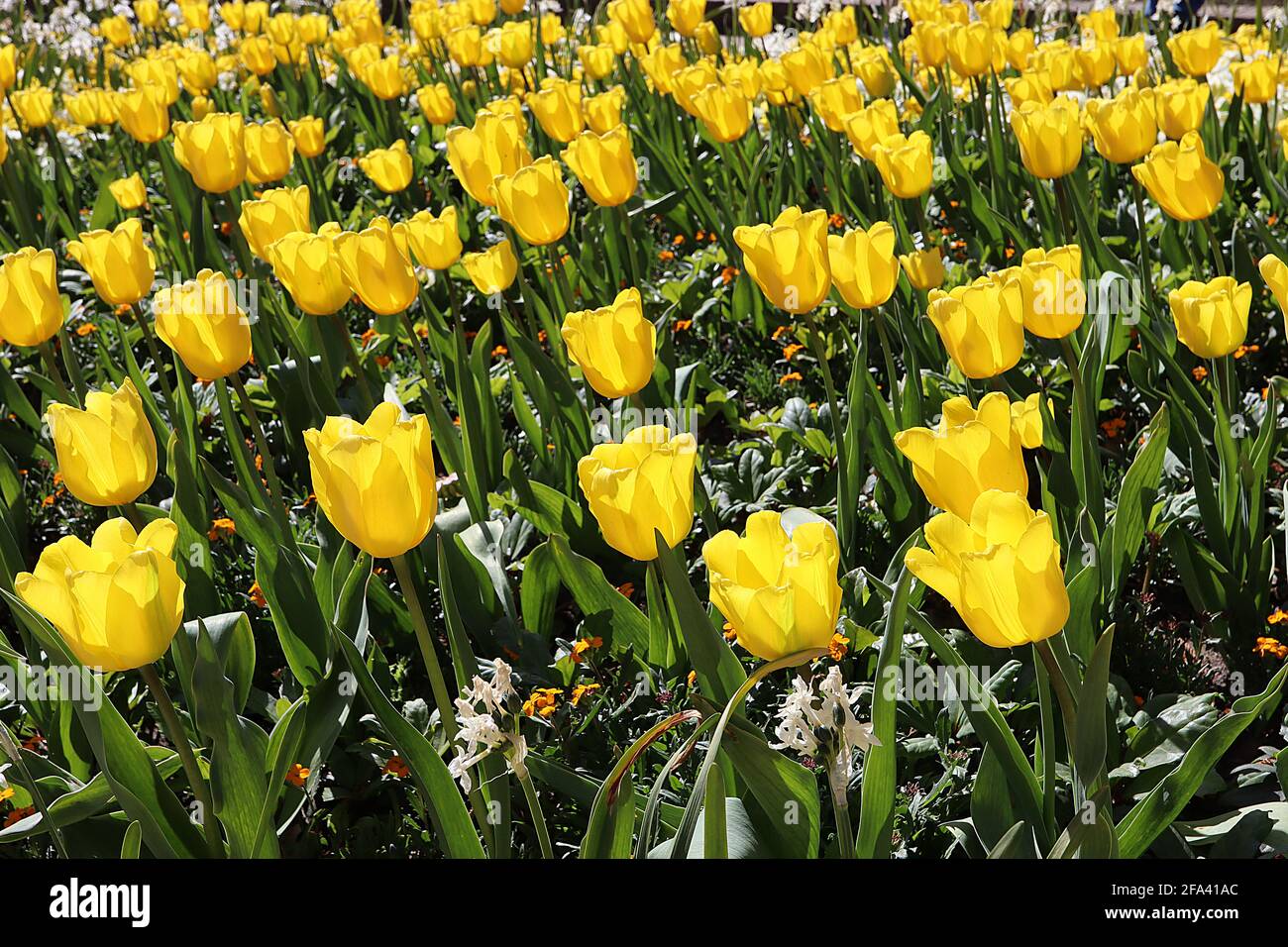 Tulipa ‘Yellow Purissima’ Fosteriana 13 Yellow Purissima tulip - deep ...