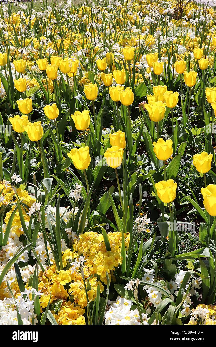 Tulipa ‘Yellow Purissima’ Fosteriana 13 Yellow Purissima tulip - deep ...