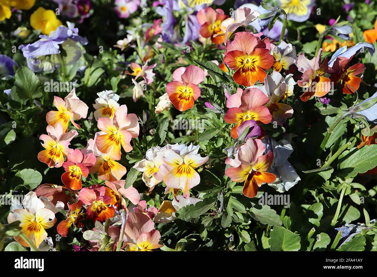 Viola x wittrockiana ‘Mystique Peach Shades’, ‘Fancy Shades Mix’ and ...