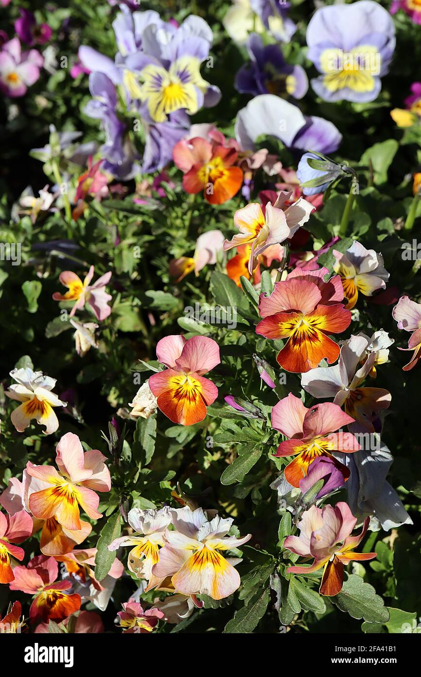 Viola x wittrockiana mystique peach shades hi-res stock photography and ...