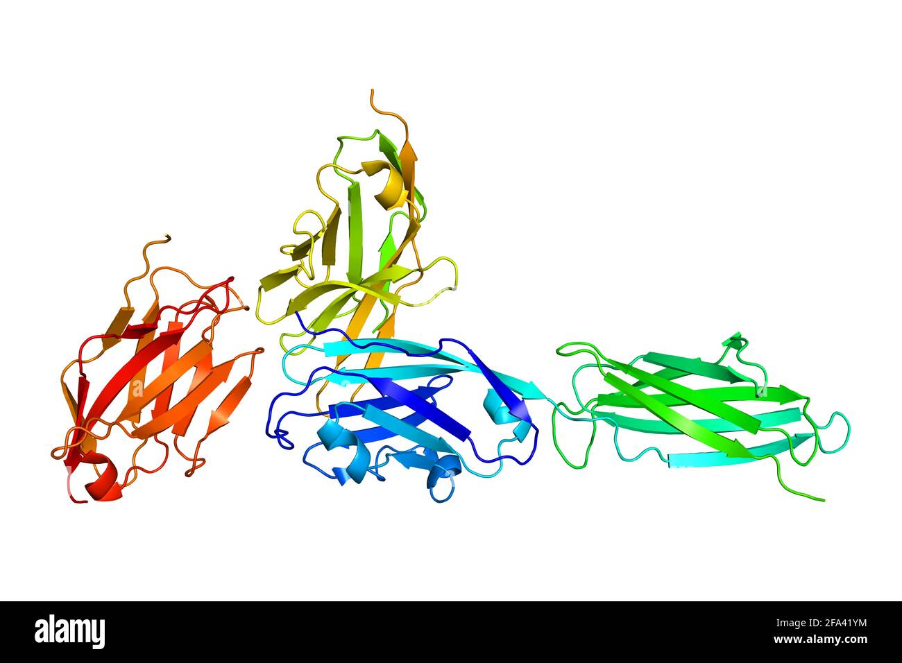 Programmed cell death protein 1 PD-1/PD-L1 ligand complex 3D structure ...