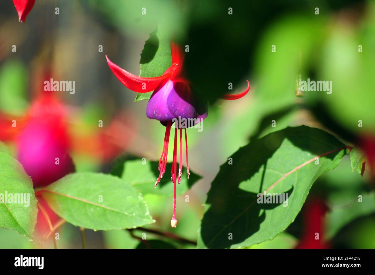 Fuchsia plants hi-res stock photography and images - Alamy