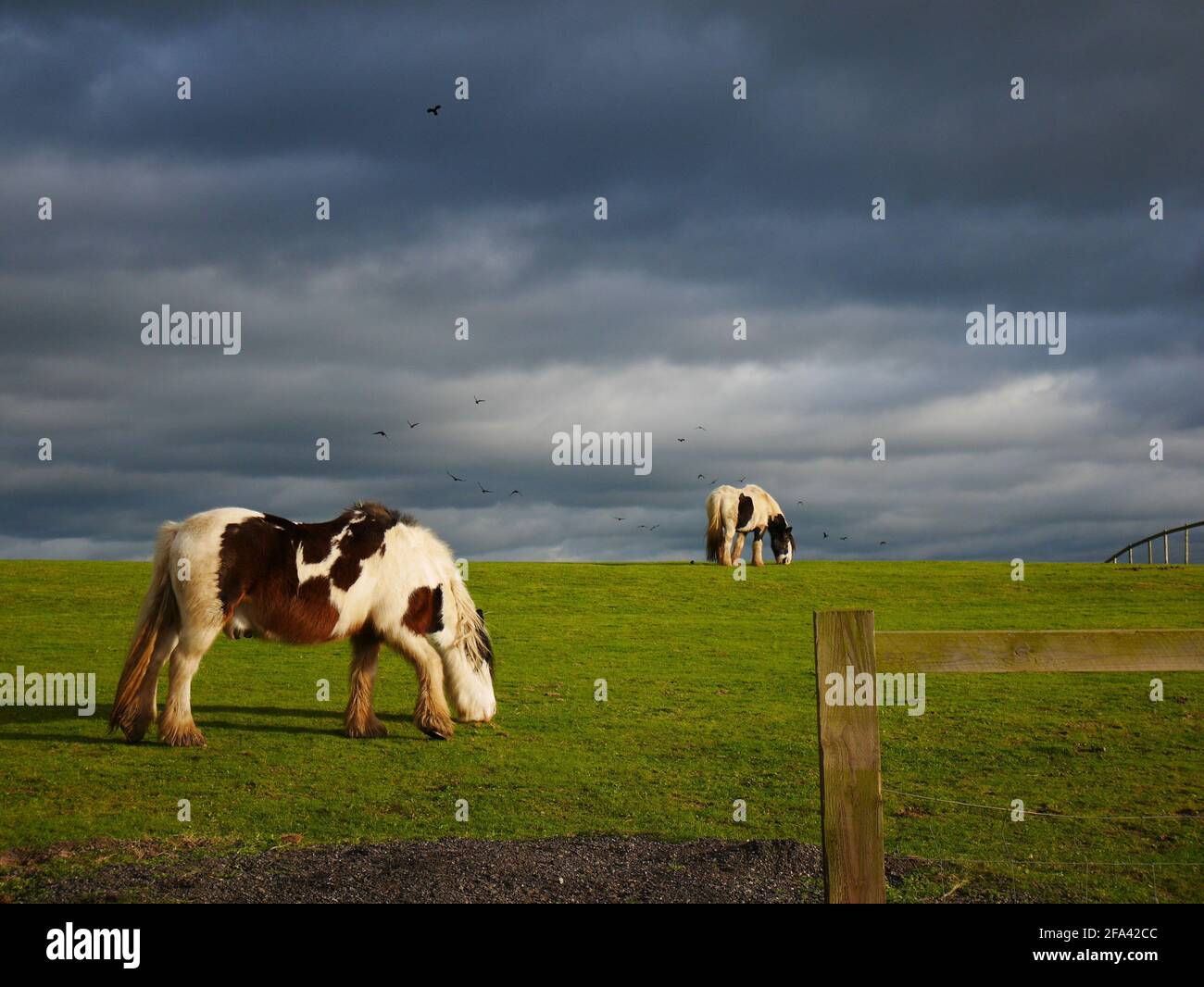 Ponies on a farm not horse hi-res stock photography and images - Alamy