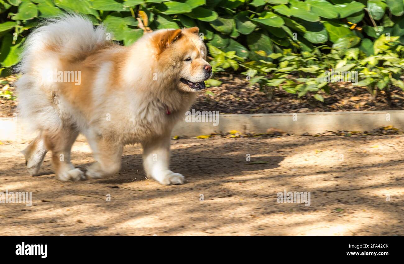 Paw chow chow hi-res stock photography and images - Alamy