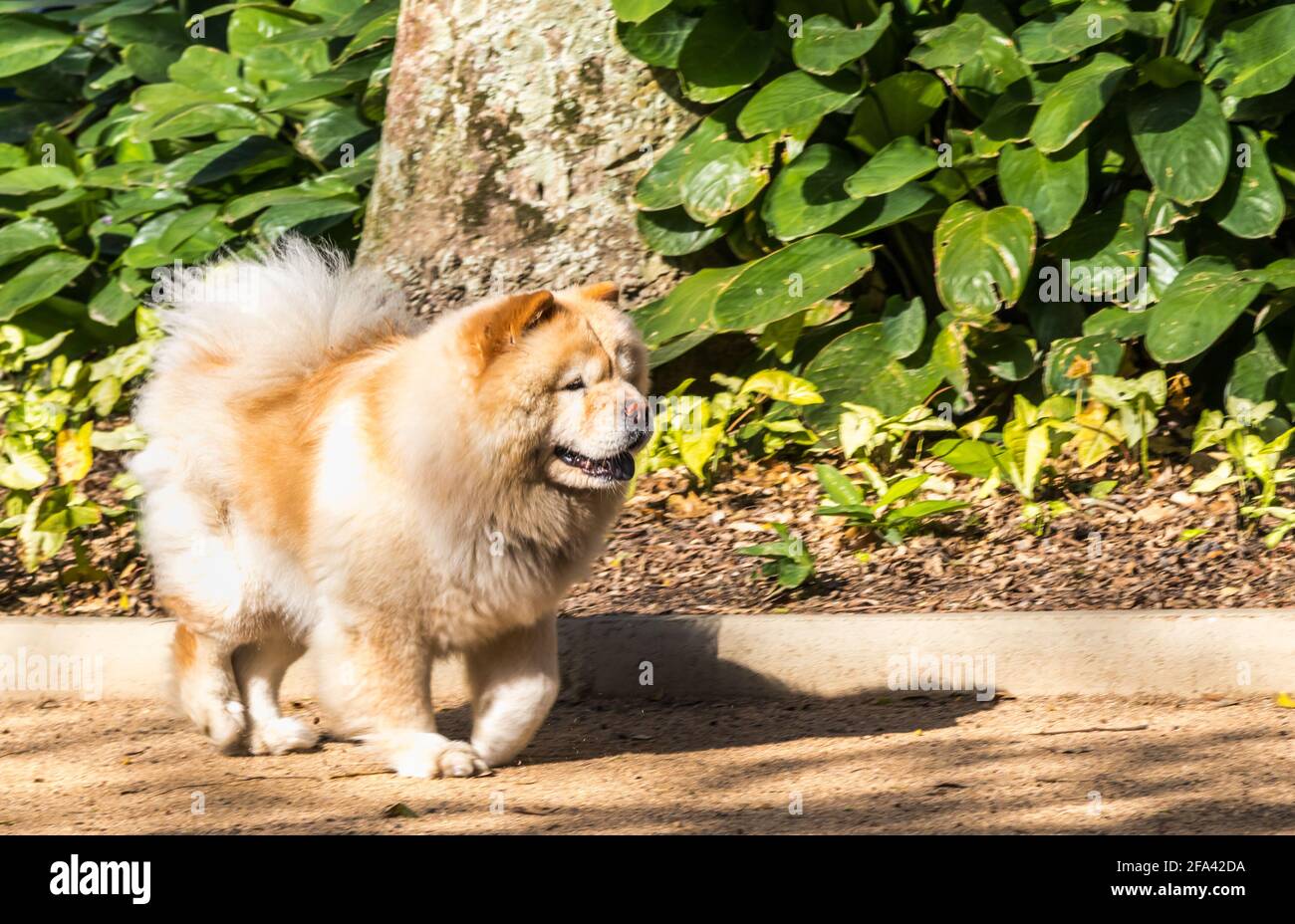 Paw chow chow hi-res stock photography and images - Alamy