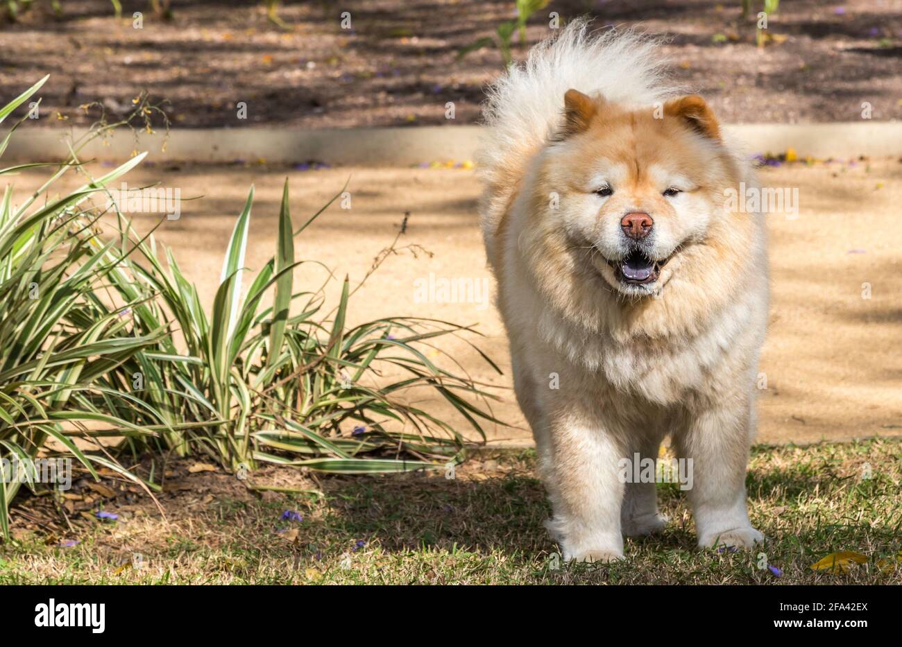 Paw chow chow hi-res stock photography and images - Alamy