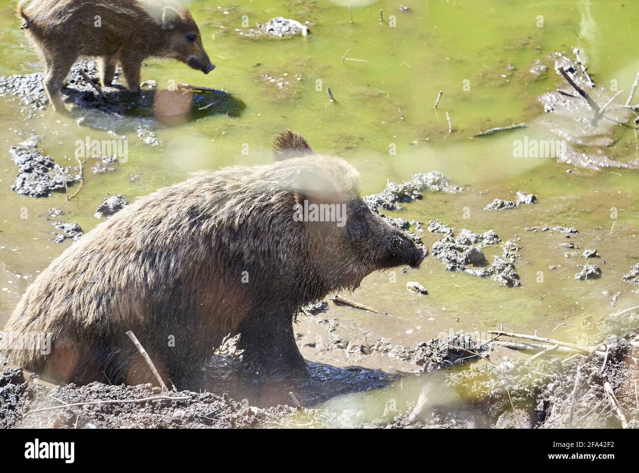 Wild pig during wallow Stock Photo - Alamy