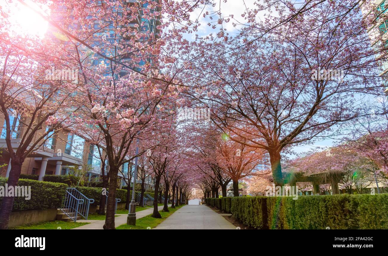 Pedestrian Walking Pathway in a residential neighborhood Stock Photo ...