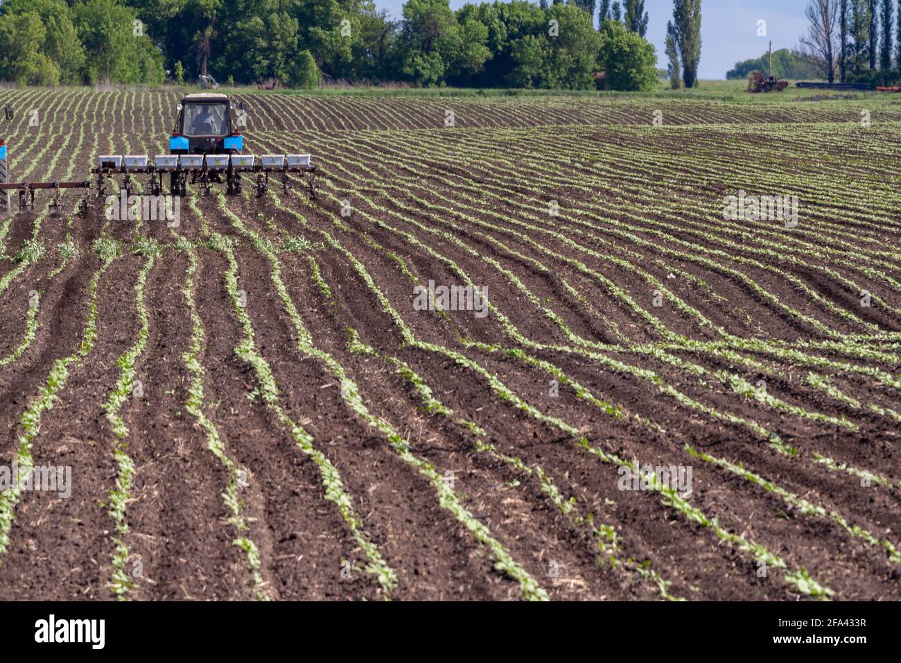 field work in agriculture. farmer's tractor harrows the field after ...