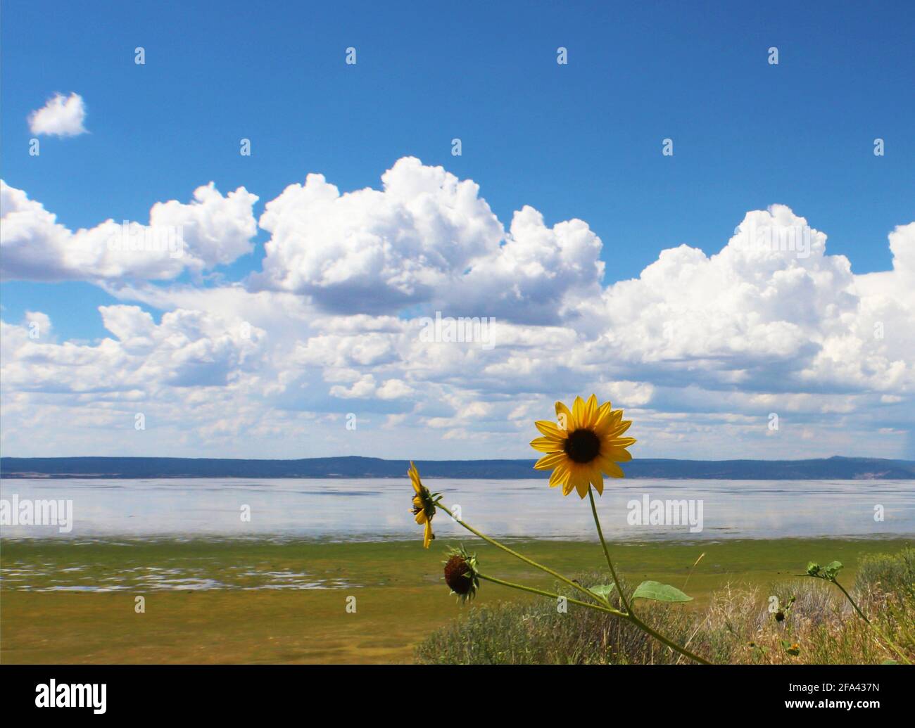 Sunflower in front of lake against beautiful blue sky with fluffy ...