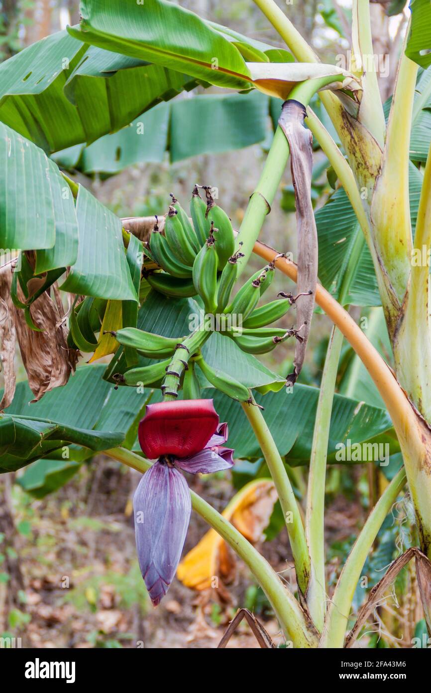 Banana flower hi-res stock photography and images - Alamy
