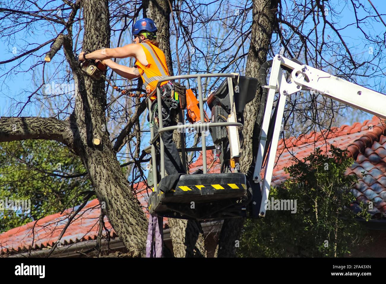 Tree surgeon with helmet and full equipment on cherry picker sawing ...