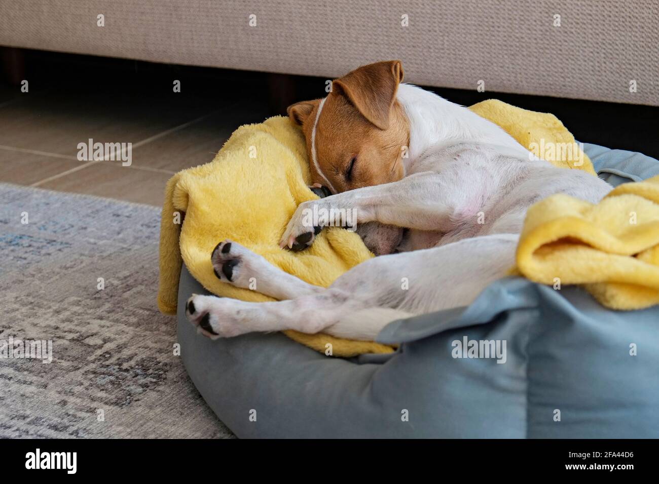 Cute sleepy Jack Russel terrier puppy with big ears resting on a dog bed with yellow blanket ...