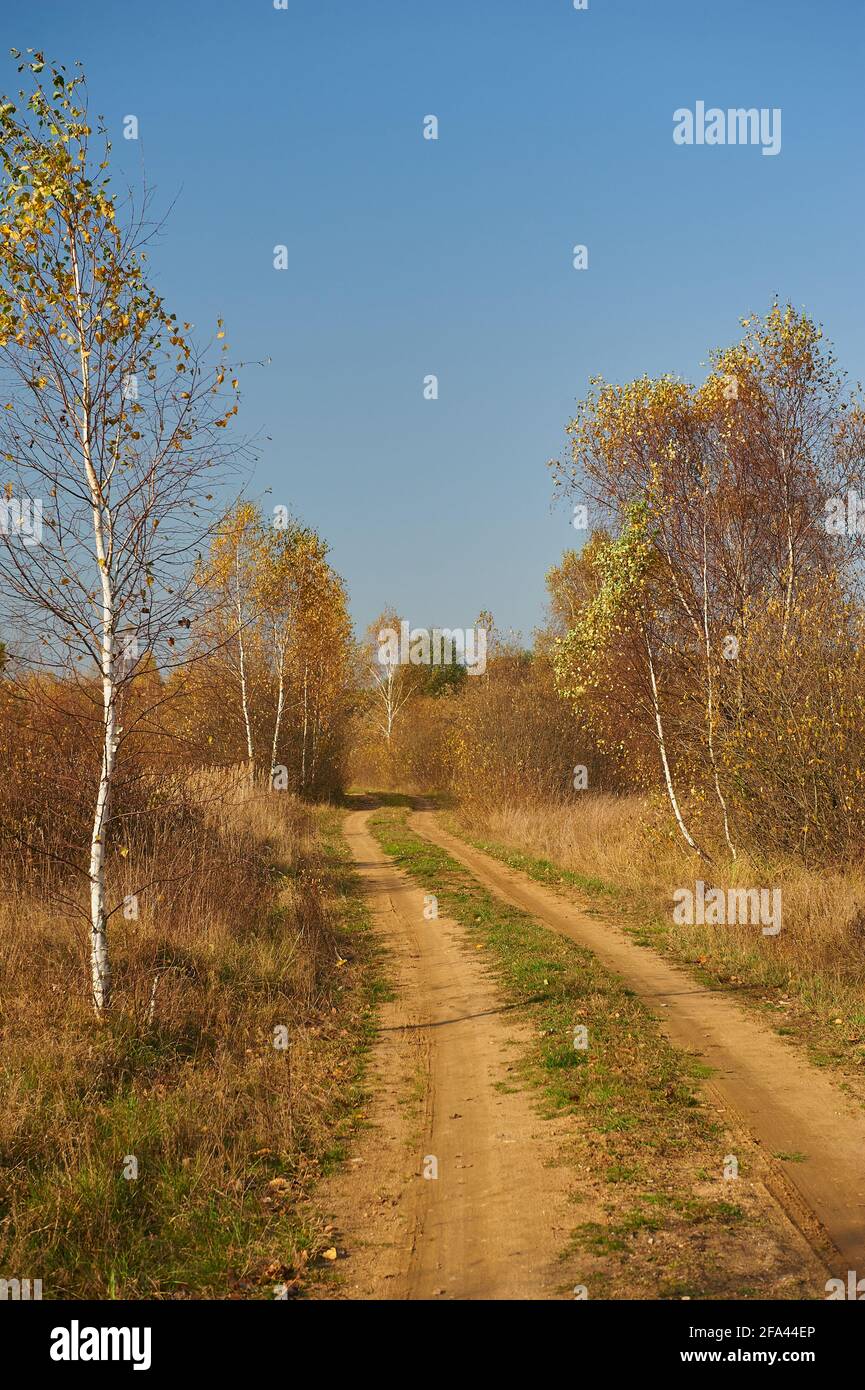 Empty country road in the woods Stock Photo - Alamy