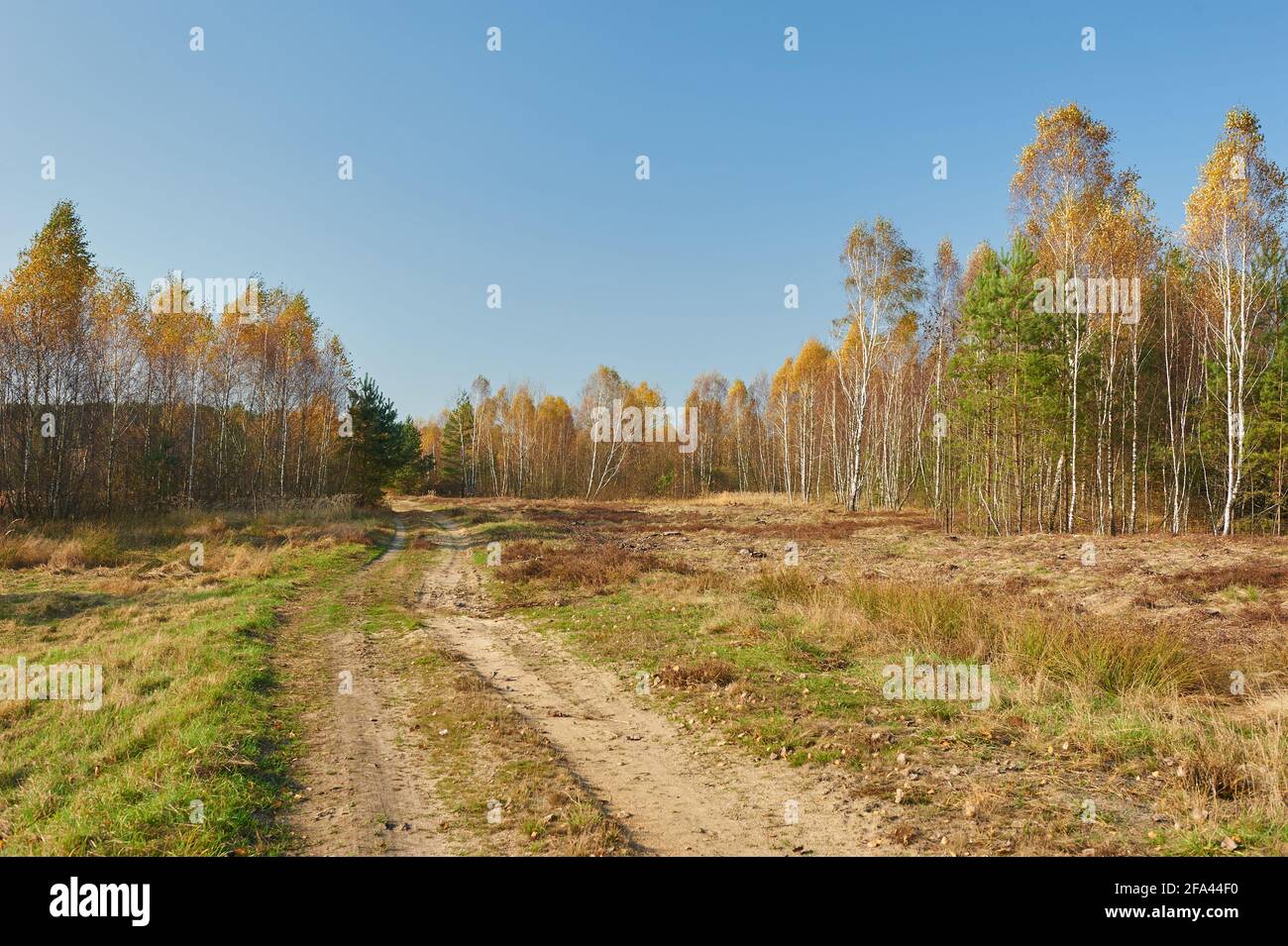 Trees in autumn colors and a road leading through the moor Stock Photo ...