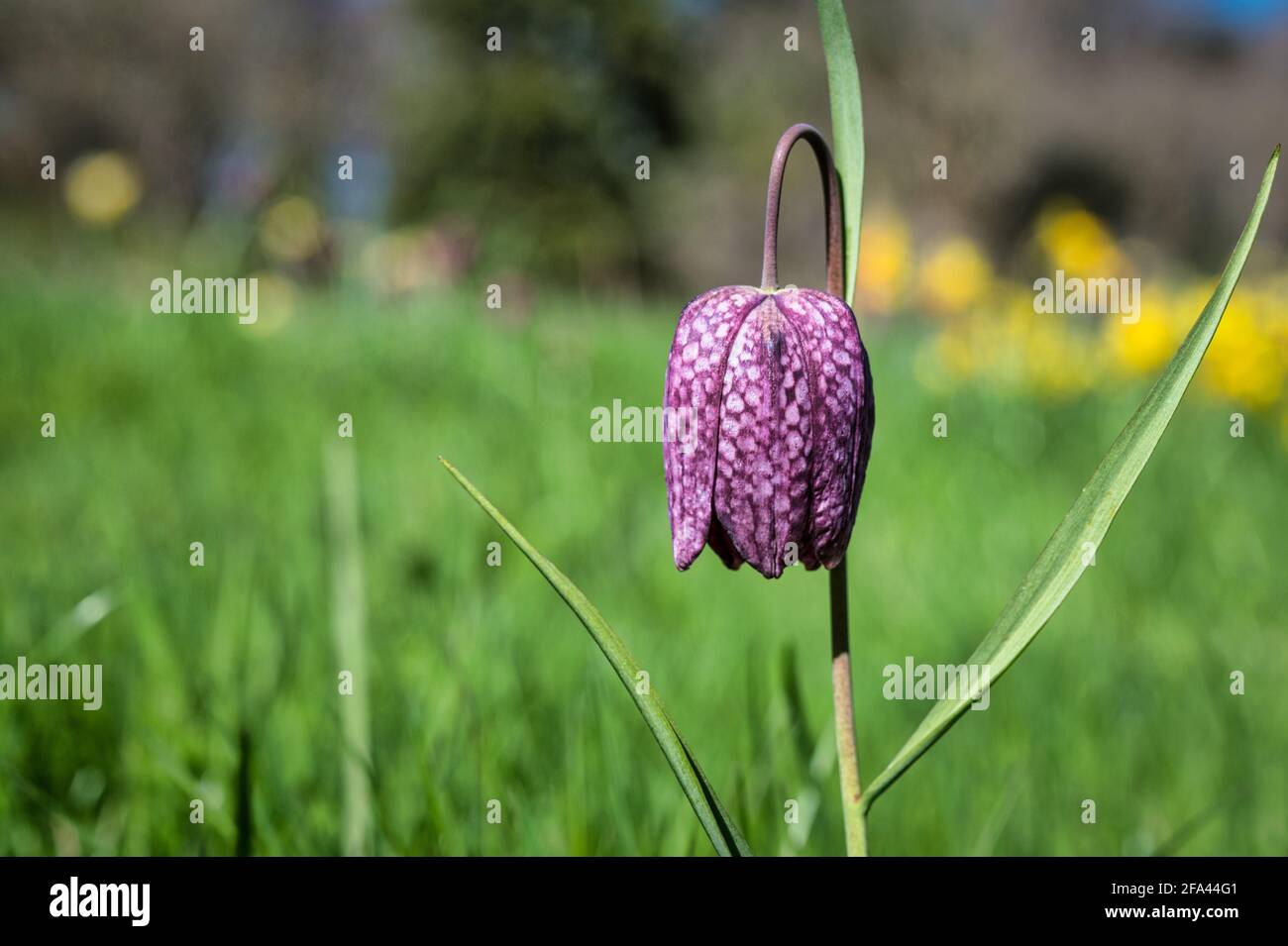Nodding flower head hi-res stock photography and images - Alamy