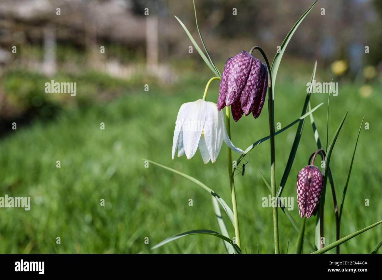 The Fritillaria Meleagris is a nodding bell shapped wild flower also ...