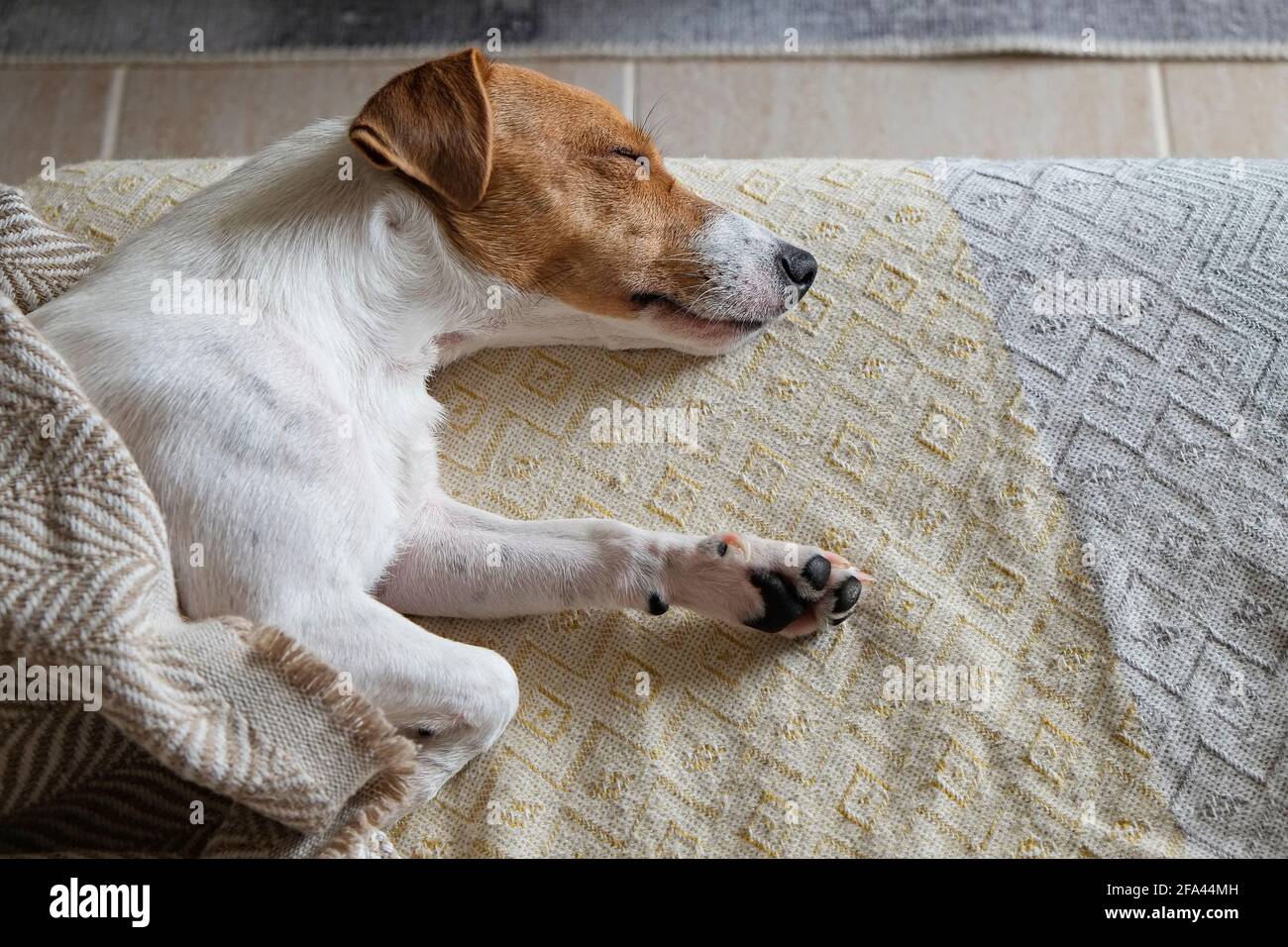 Jack russell terrier on couch hi-res stock photography and images - Alamy