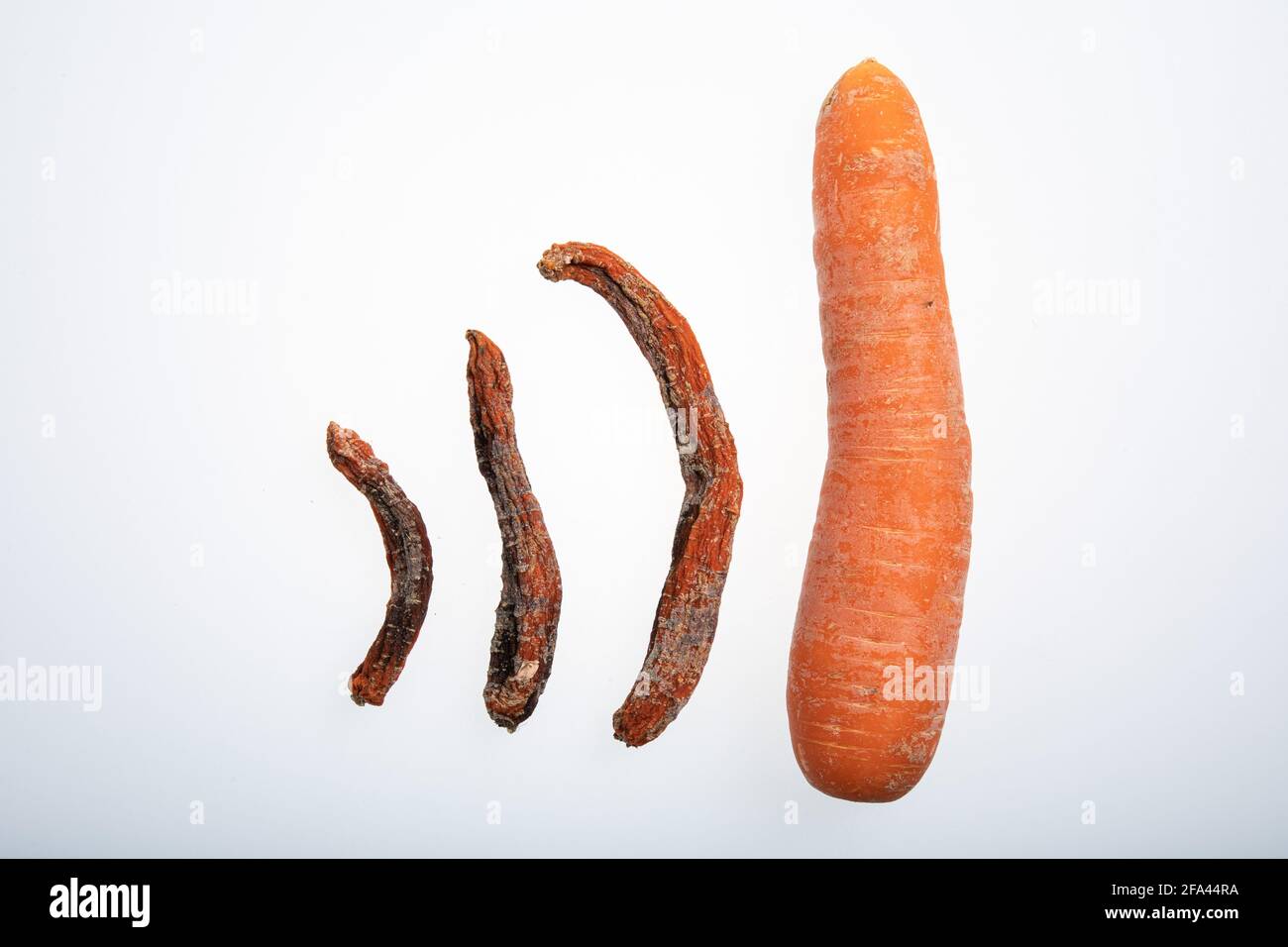 Fresh an ripe carrot next to three rotting carrots isolated on white ...