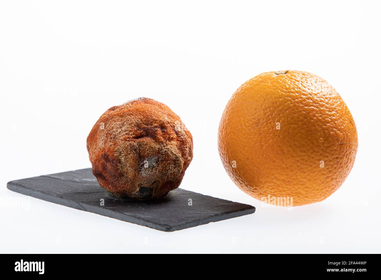 Juicy fresh and ripe orange next to one rotting orange fruit isolated ...