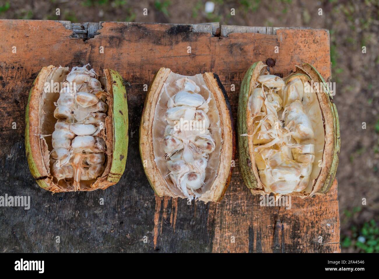 Cocoa crop hi-res stock photography and images - Alamy