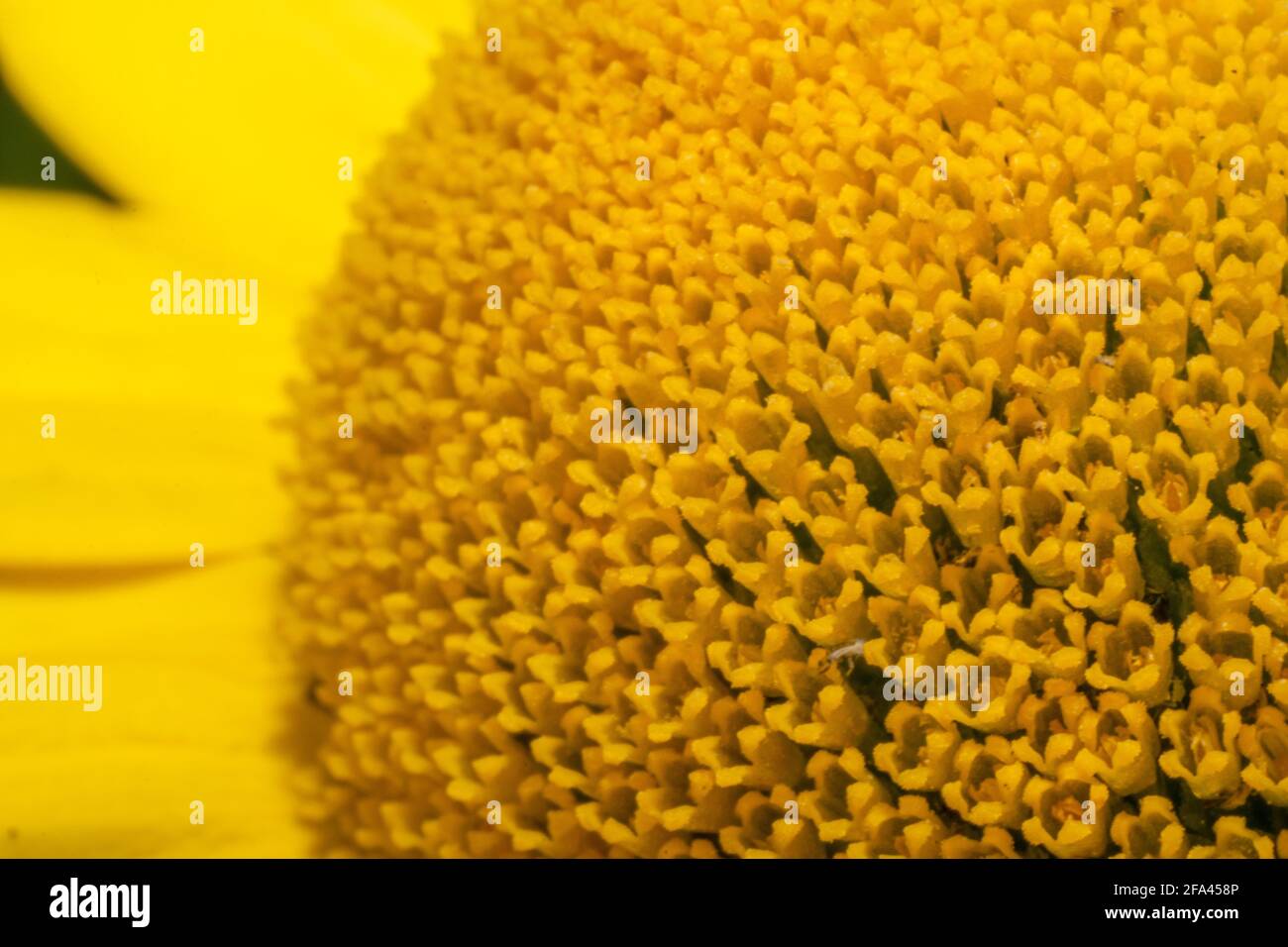 Yellow colors in nature Coleostephus myconis macro photography polen ...
