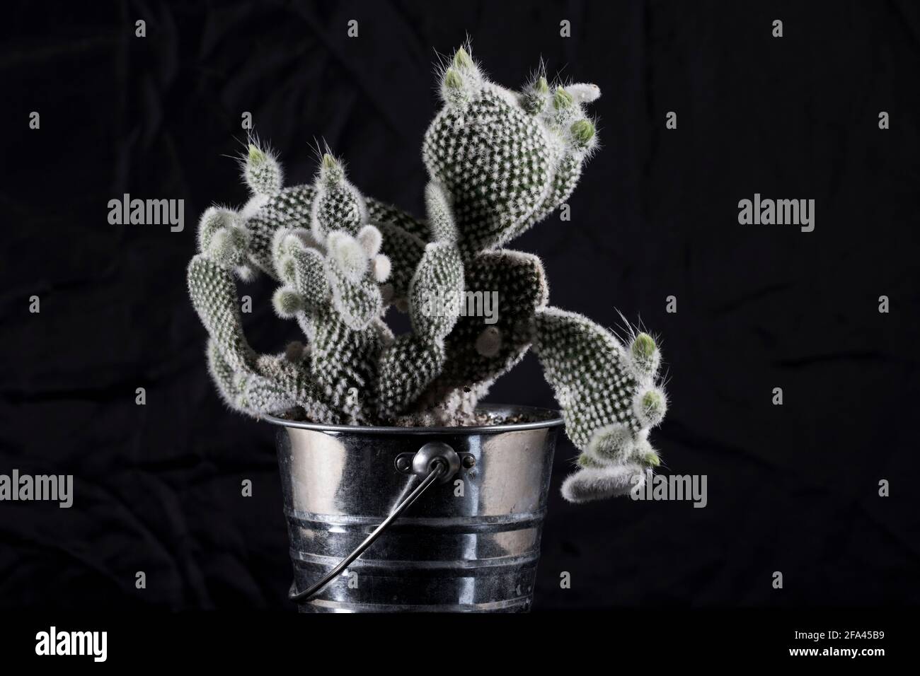 Bunny ear cactus mouse ear succulent. House plant succulents isolated ...