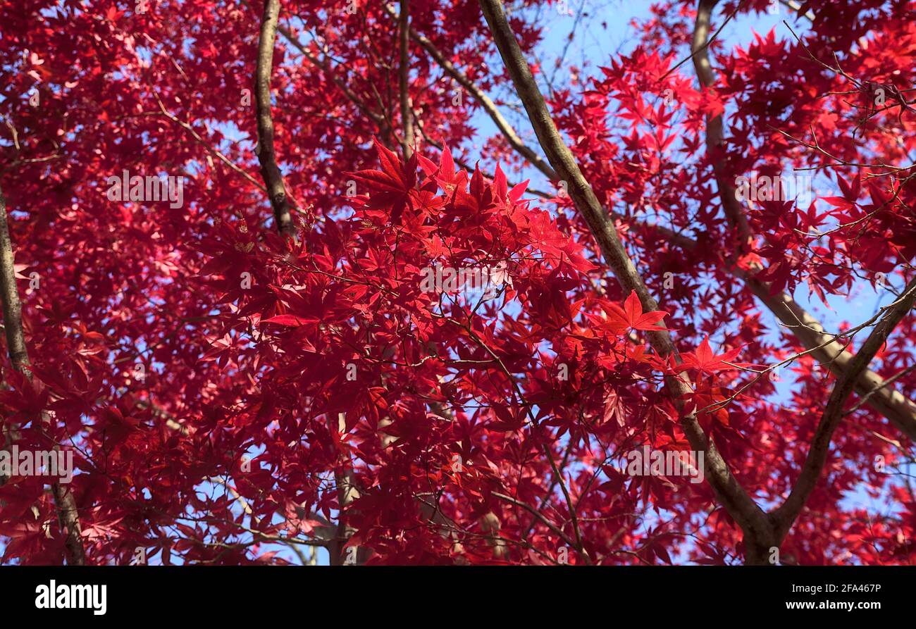 Canopy of maple trees hi-res stock photography and images - Alamy