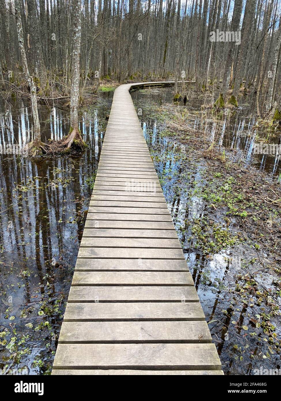 a wooden footpath through the lake nature trails and tree reflections ...