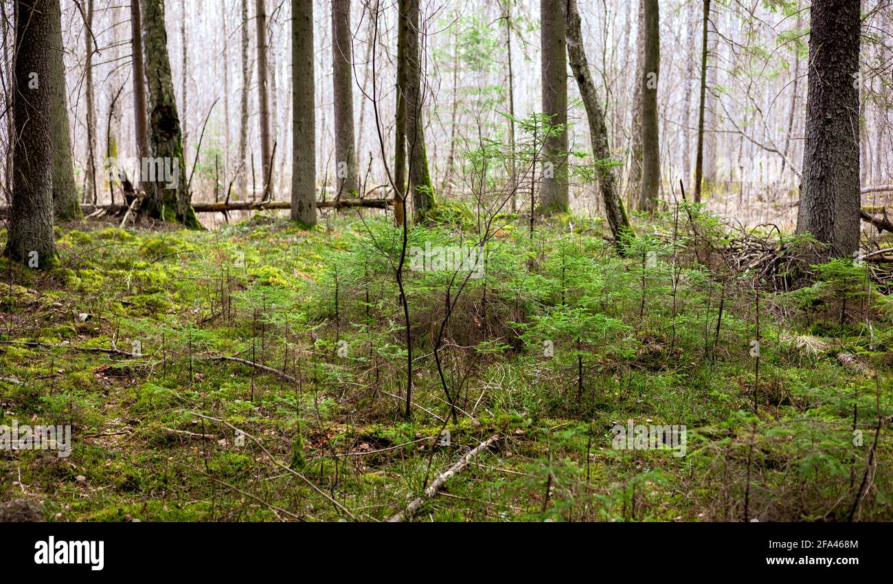 Overgrown forest hi-res stock photography and images - Alamy