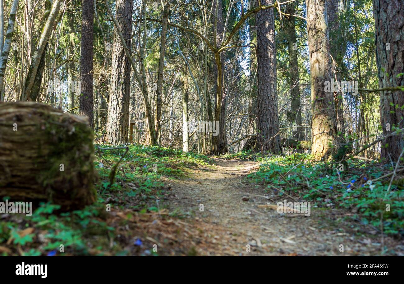 Overgrown forest hi-res stock photography and images - Alamy